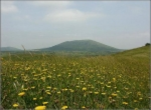 제주도, 생태계 교란 `개민들레' 퇴치 방안 - 뉴스와이어