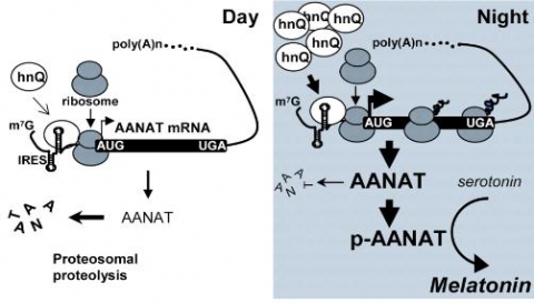 POSTECH 연구팀, “수면 조절 스위치 있다” - 뉴스와이어