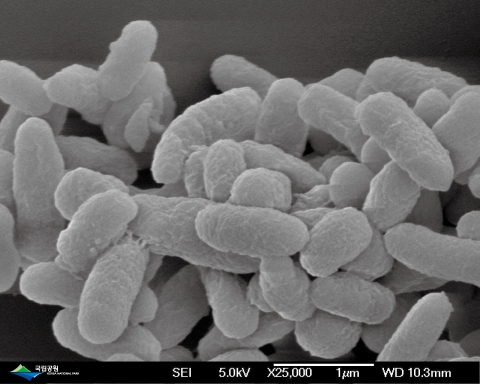 유류분해 능력이 탁월한 토착미생물 분리, 확보 - 뉴스와이어